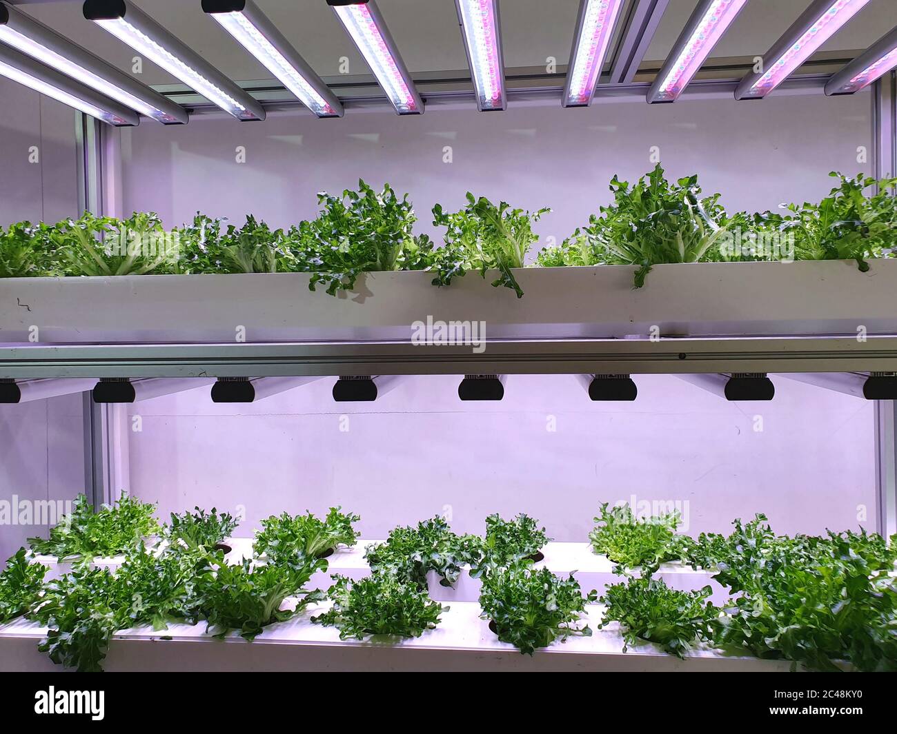 Special room equipped for growing plants in good conditions- perfect ...