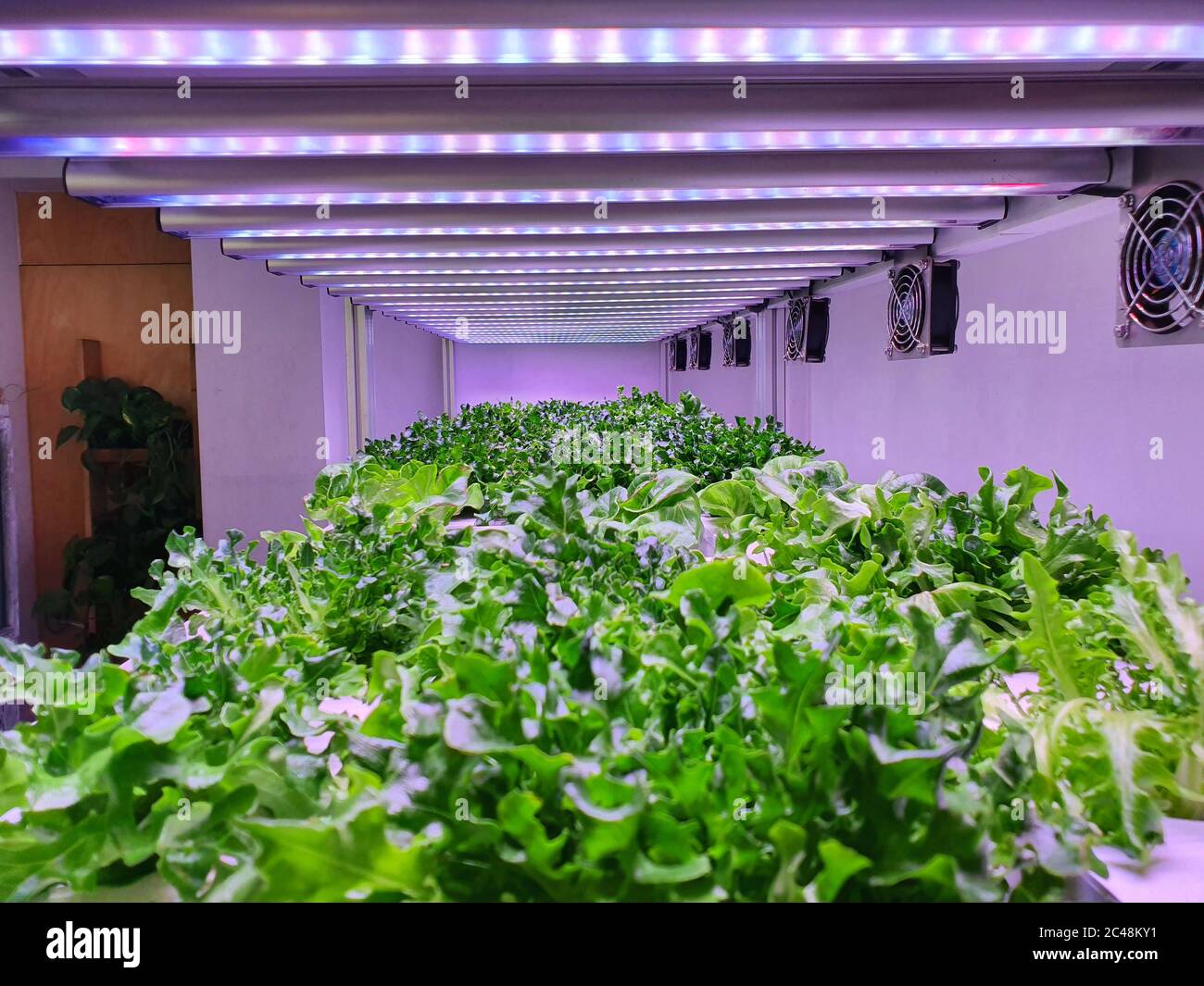 Special room equipped for growing plants in good conditions- perfect ...
