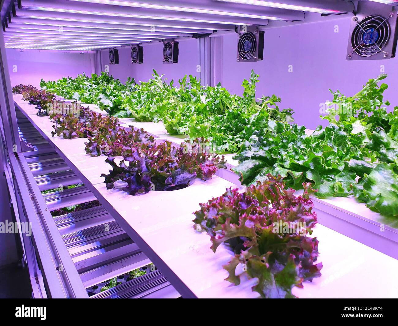 Special room equipped for growing plants in good conditions- perfect ...