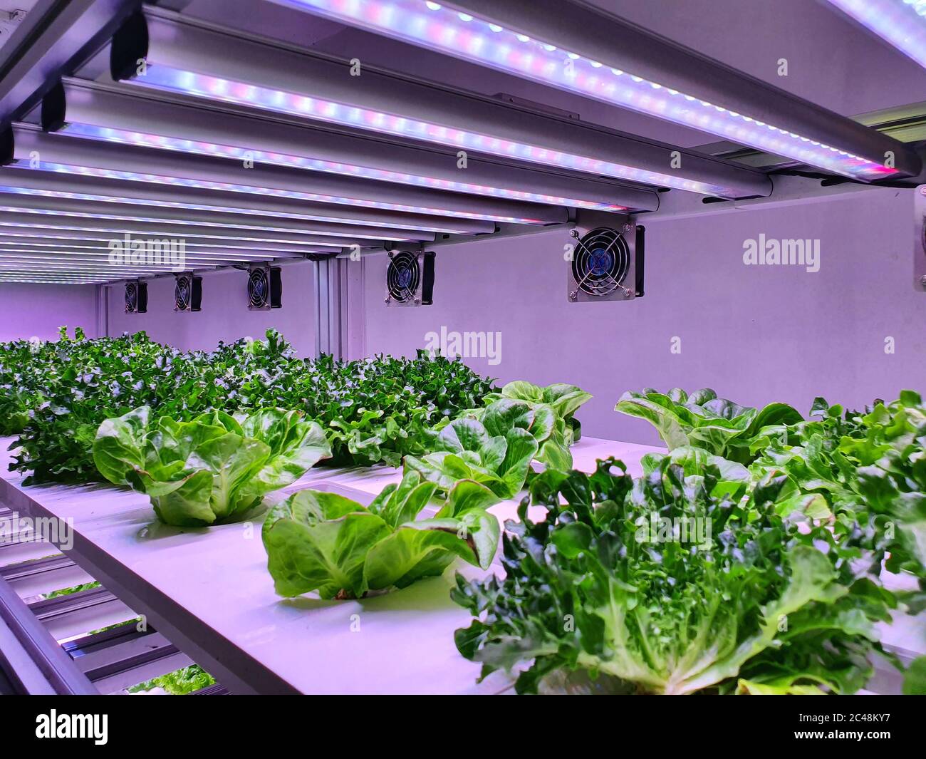 Special room equipped for growing plants in good conditions- perfect ...