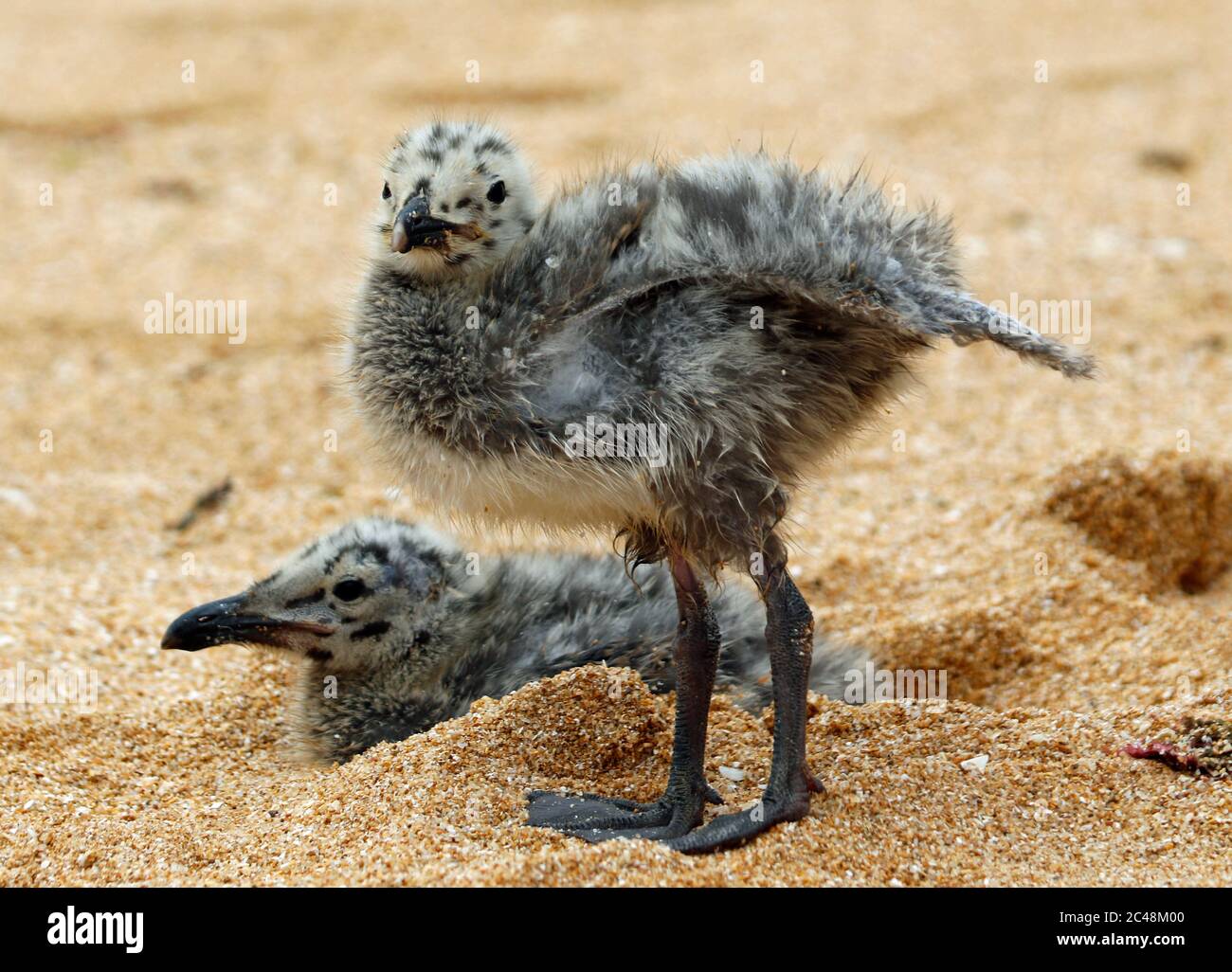 Yellow legged gull chicks in the sand on a Portuguese beach Stock Photo ...