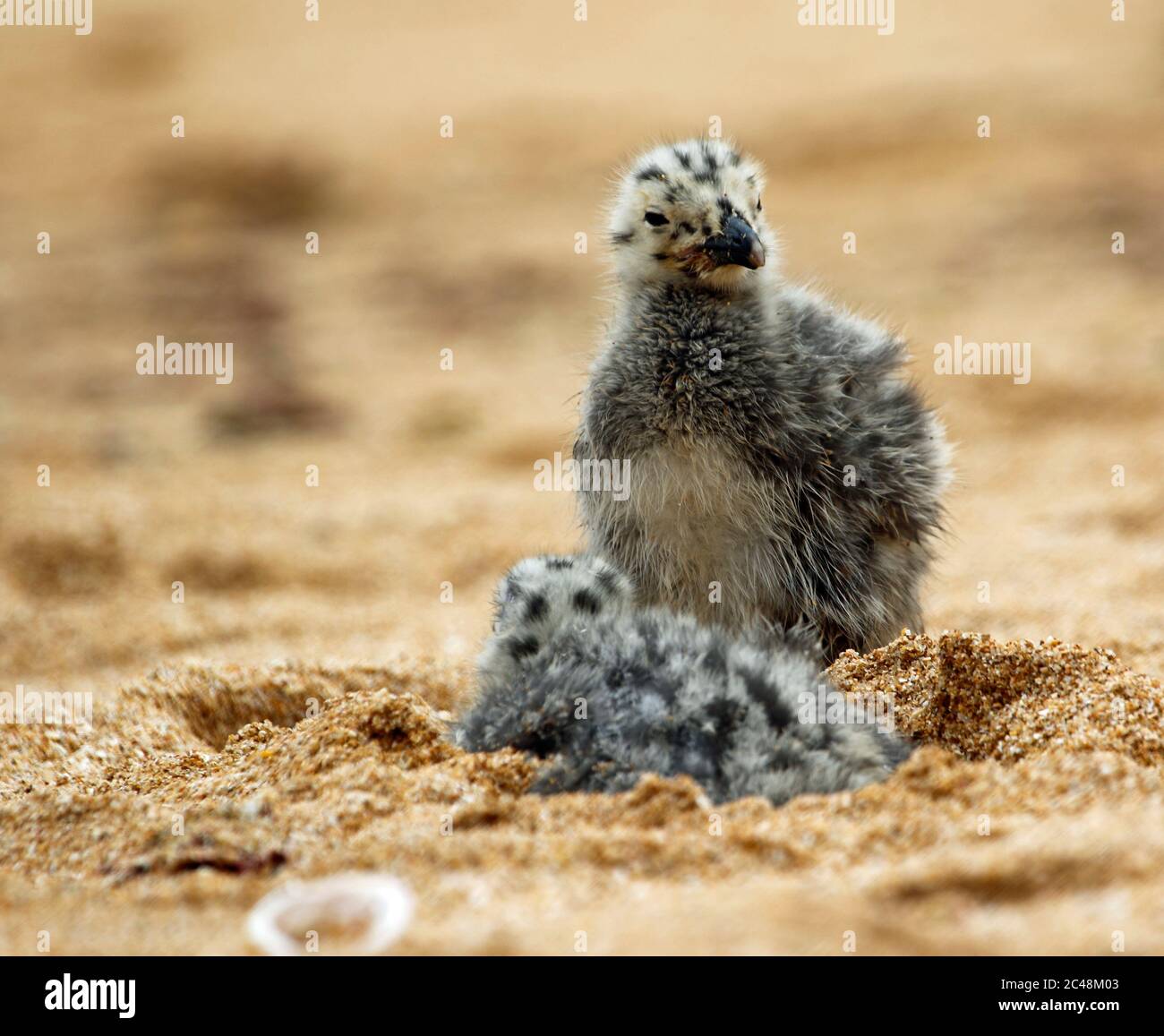 Yellow legged gull chicks in the sand on a Portuguese beach Stock Photo ...