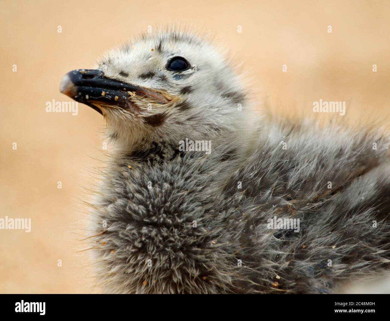 Yellow legged gull chicks in the sand on a Portuguese beach Stock Photo ...