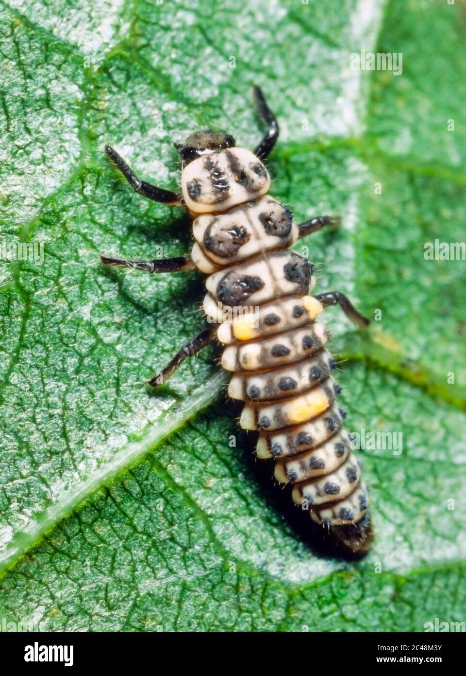 Ladybug Larva Aphids High Resolution Stock Photography and Images - Alamy
