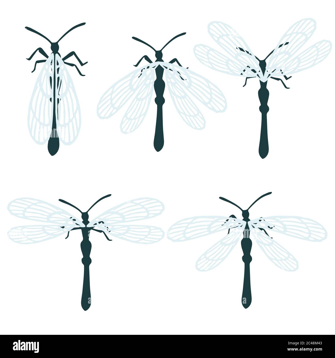 Set of simple flat dragonfly with different wings collection insects ...