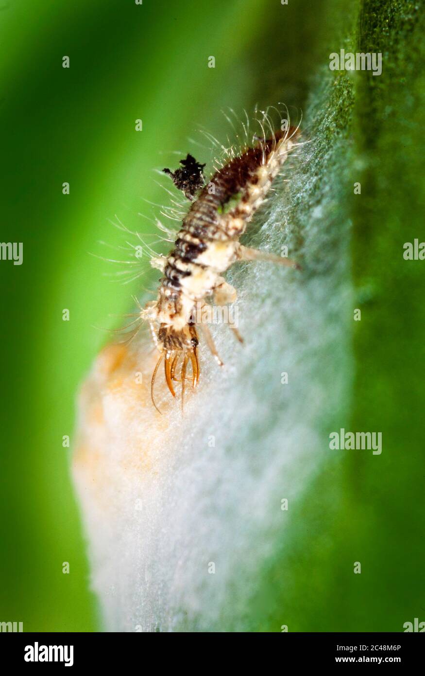 lacewing larva, Chrysoperla carnea, feeding on spider eggs in silken ...