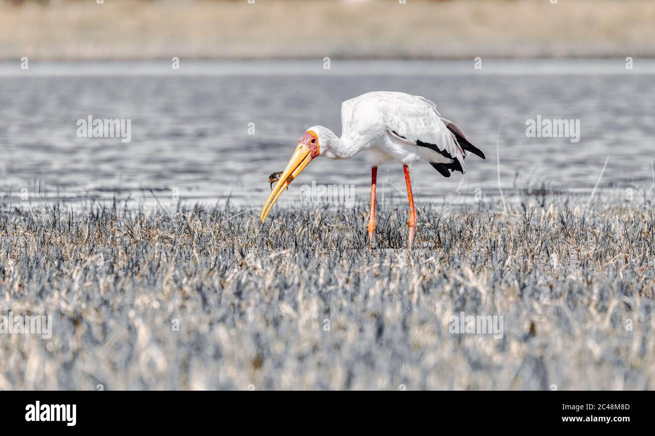 big stork bird Yellow-billed (Mycteria ibis) catch small rodent to beak ...