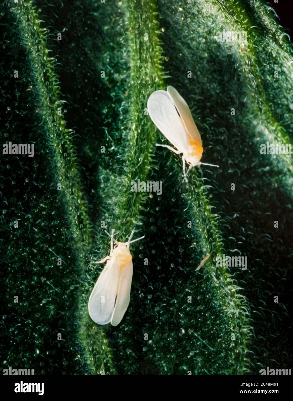 Greenhouse whitefly, Trialeurodes vaporariorum, a garden pest Stock ...