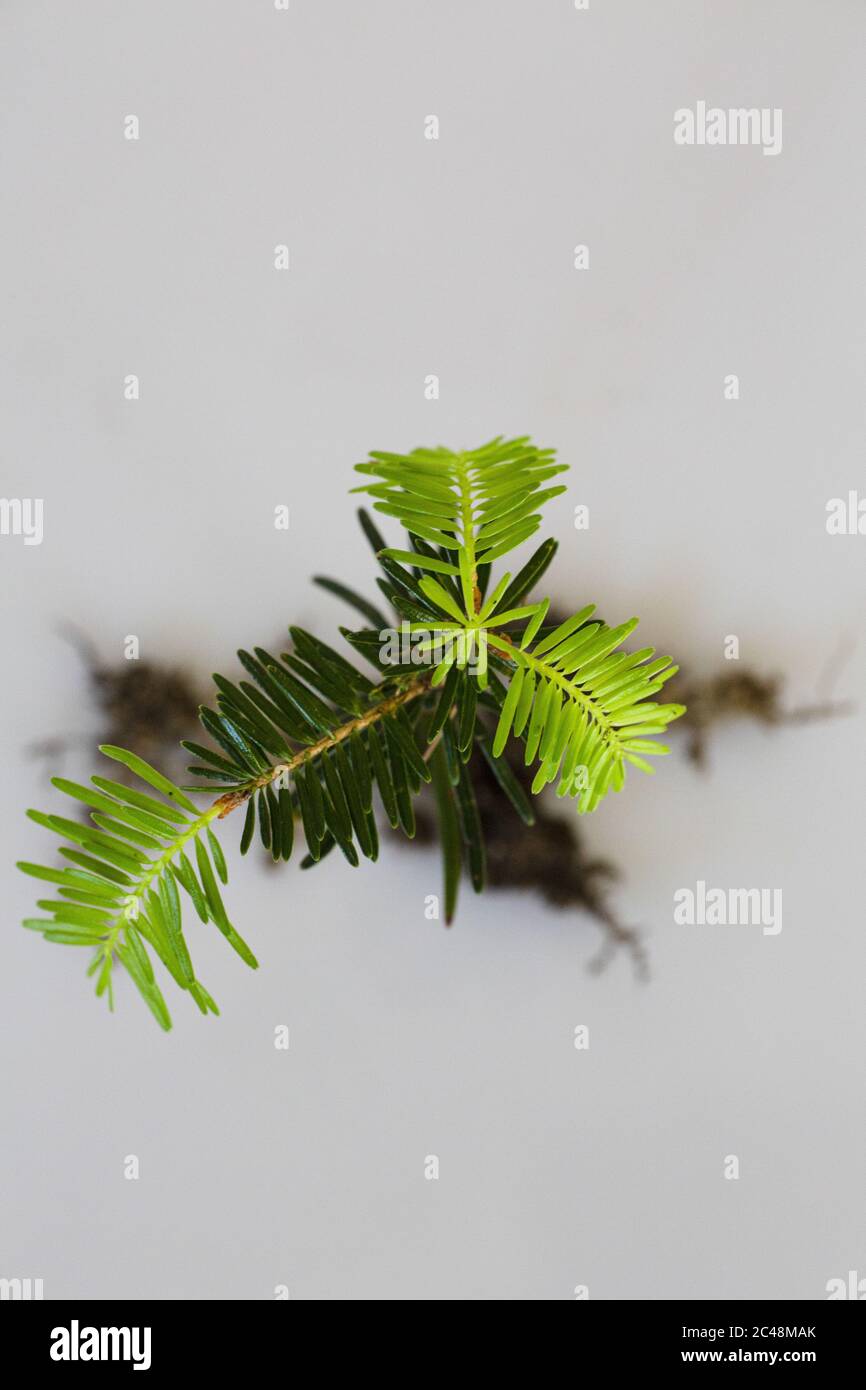 Top view of a growing bonsai pine tree with roots isolated on a white ...