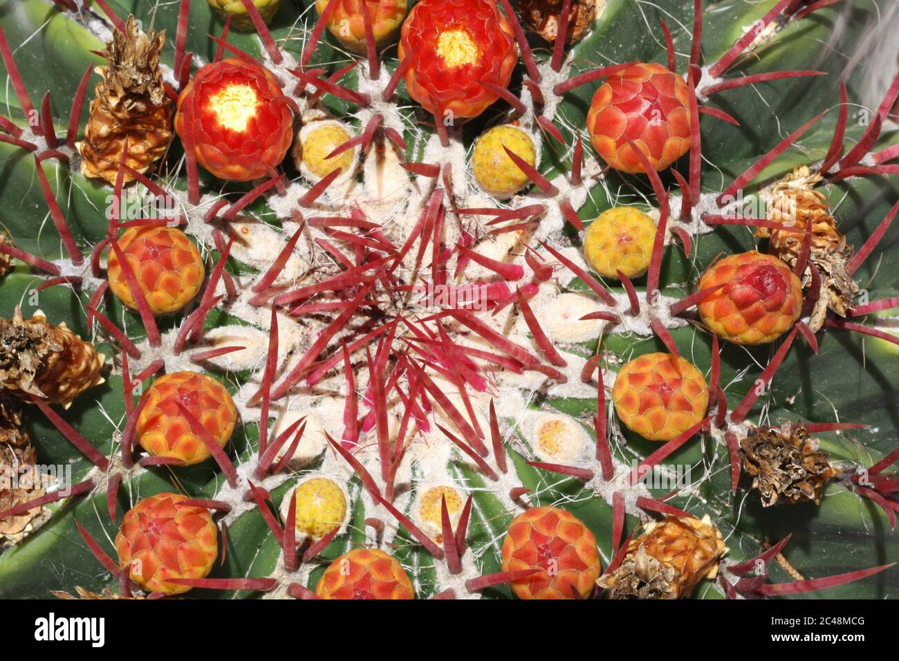 Kaktus ferocactus piliferus Stock Photo - Alamy