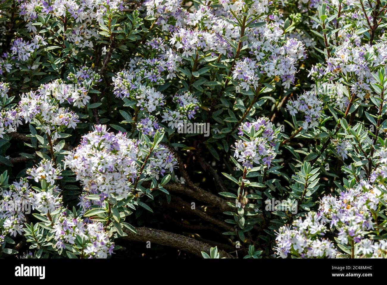 White Hebe Flower High Resolution Stock Photography and Images - Alamy