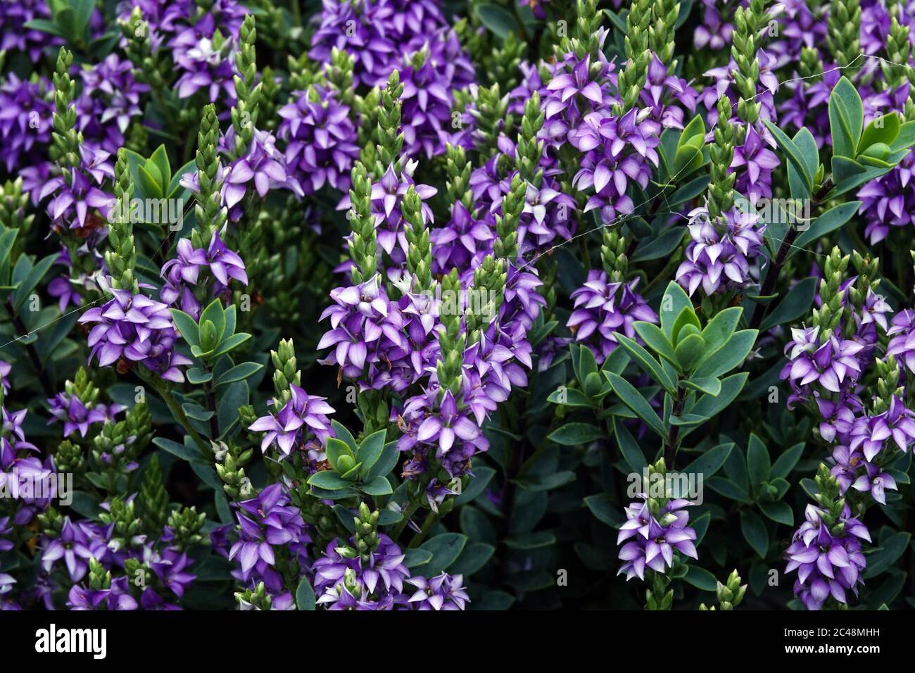 Purple hebe flowers hi-res stock photography and images - Alamy