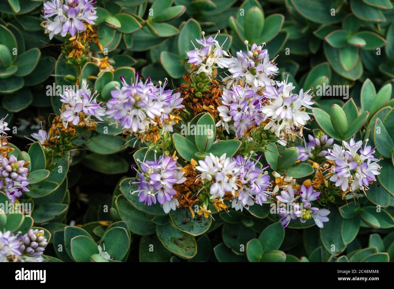 Hebe Red Edge Stock Photo - Alamy
