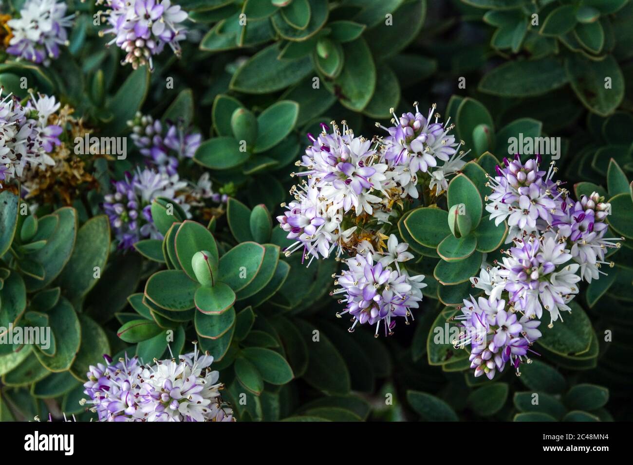 Red edge hebe hi-res stock photography and images - Alamy