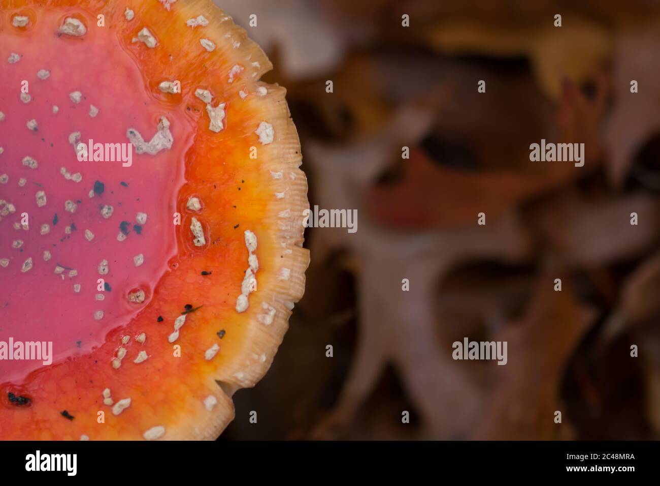 Red top mushroom hi-res stock photography and images - Alamy