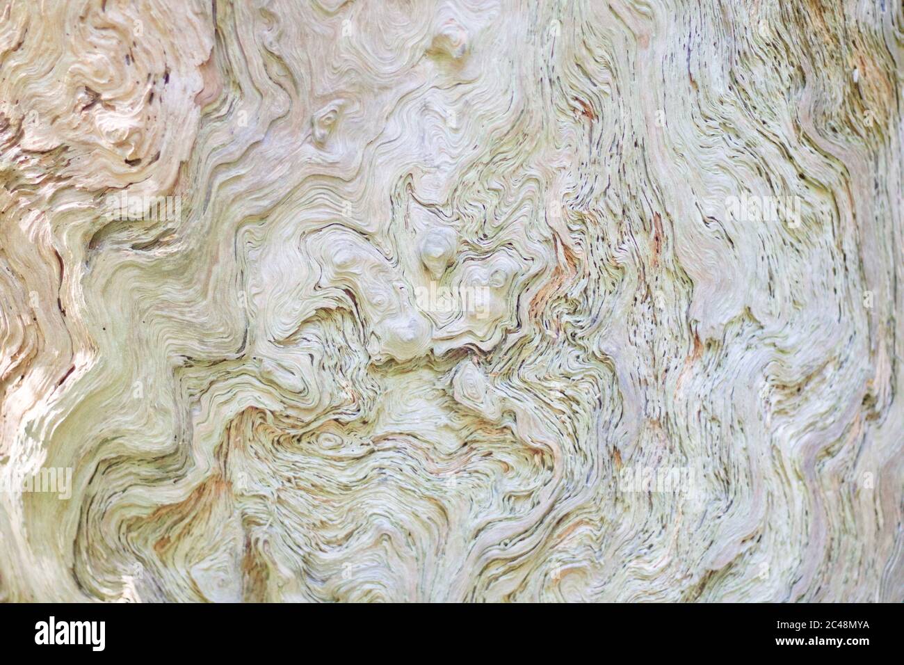Pale tree bark showing interesting shapes and swirls with space for ...