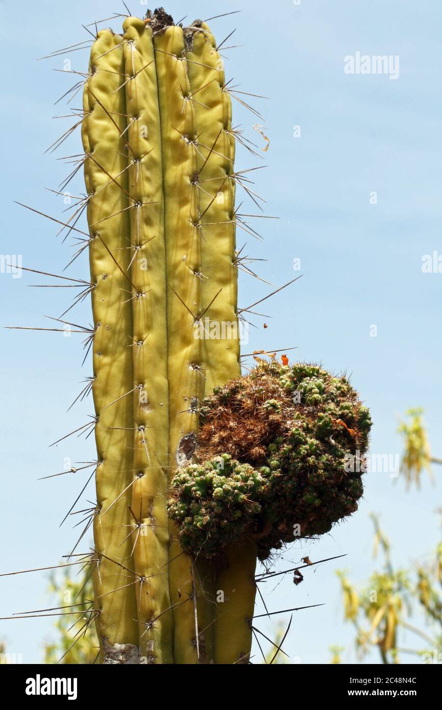 Pachanoi hi-res stock photography and images - Alamy