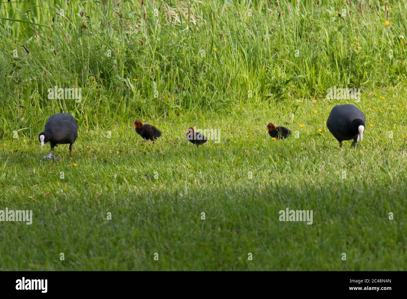 Two parents hi-res stock photography and images - Alamy