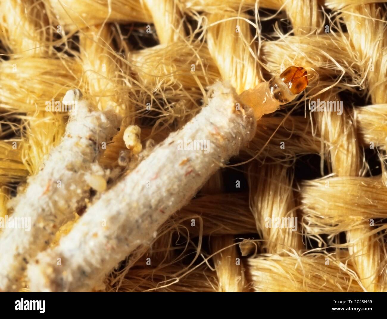 Clothes moth larva hi-res stock photography and images - Alamy