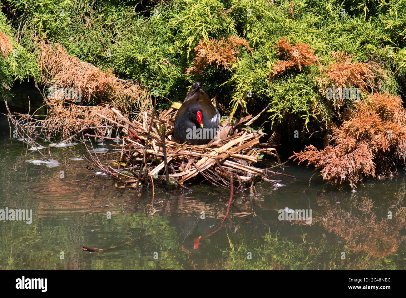 Brooding bird hi-res stock photography and images - Alamy