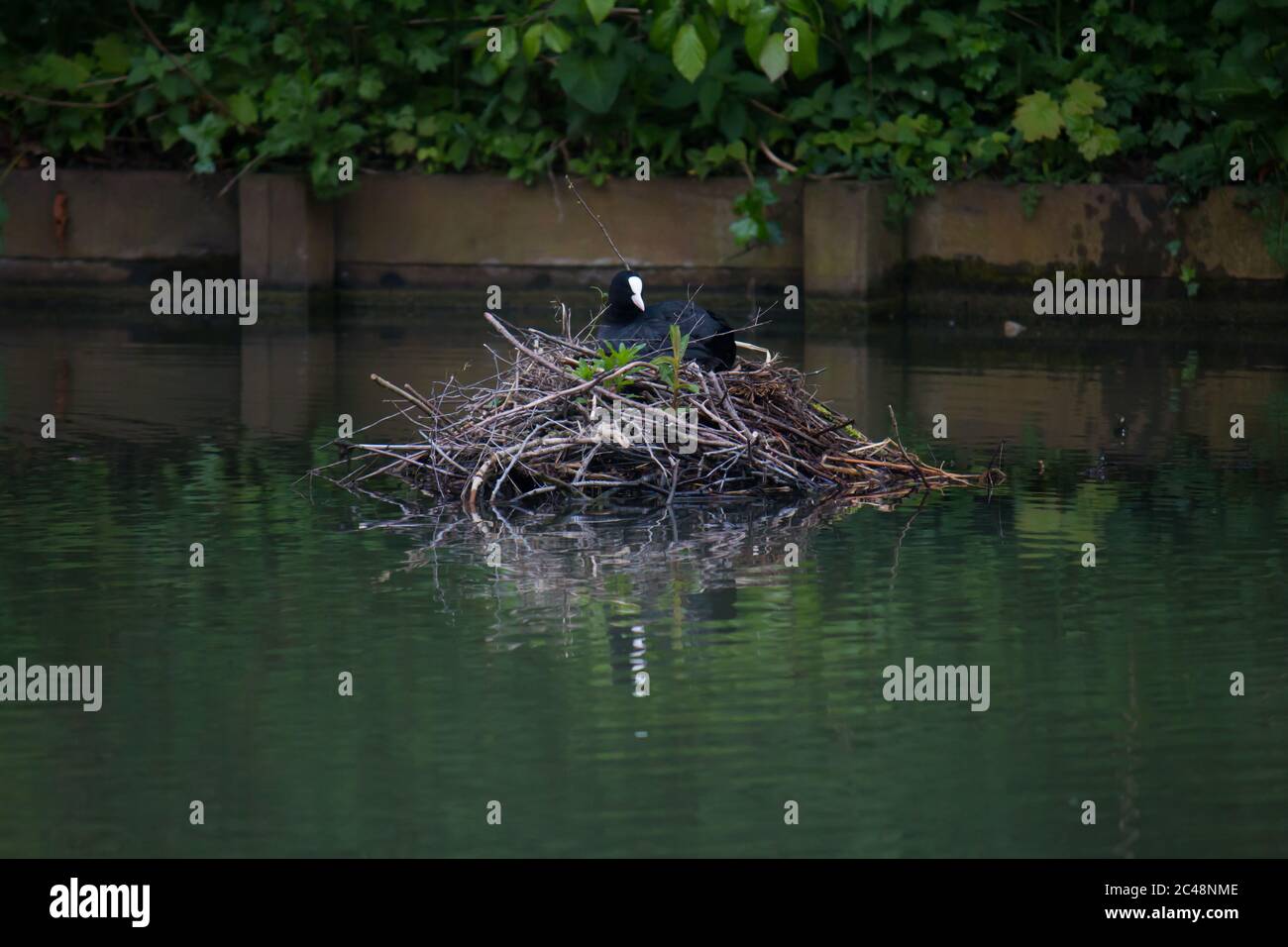 Brood plumage hi-res stock photography and images - Alamy