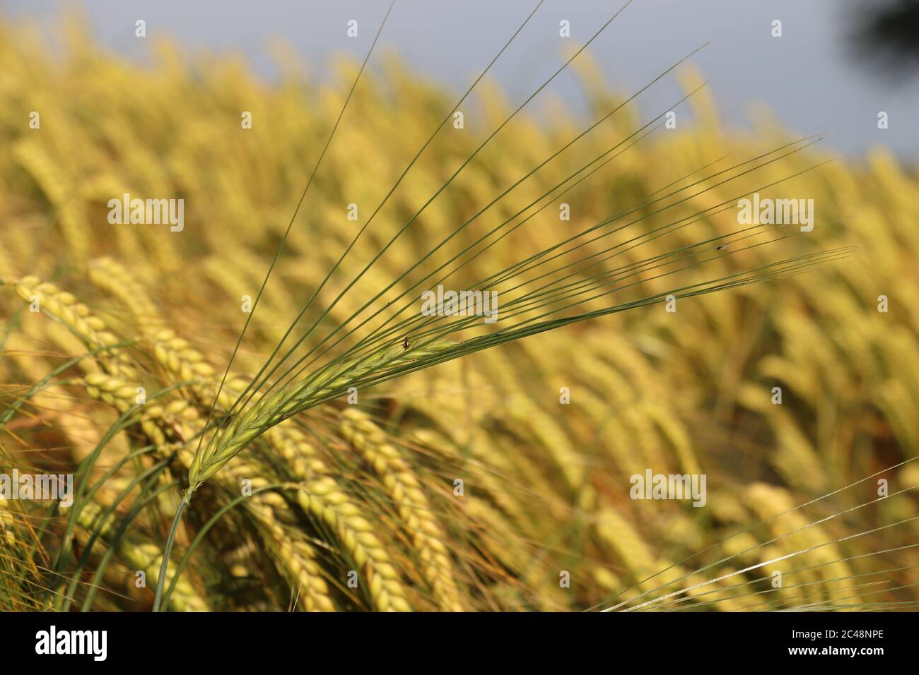 Austrian agriculure field nearby farmhouse Stock Photo - Alamy