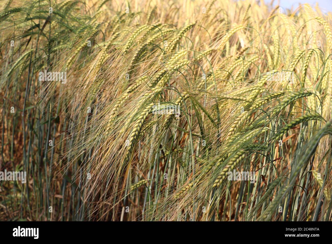 Austrian agriculure field nearby farmhouse Stock Photo - Alamy