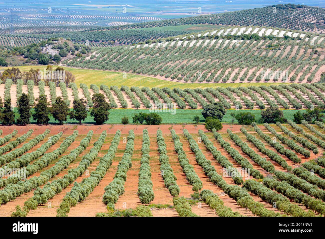 Spanish Agriculture