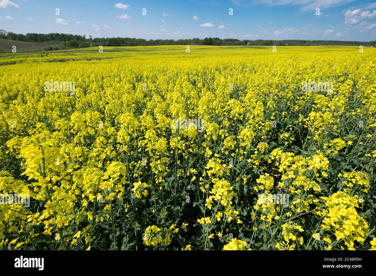 Rapeseed plant crop in full, yellow flower bloom on a clear spring day ...