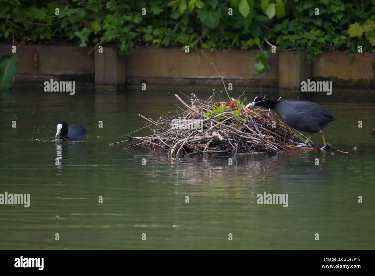 Couple of EUrasian coots (Fulica atra) foraging for food around their ...