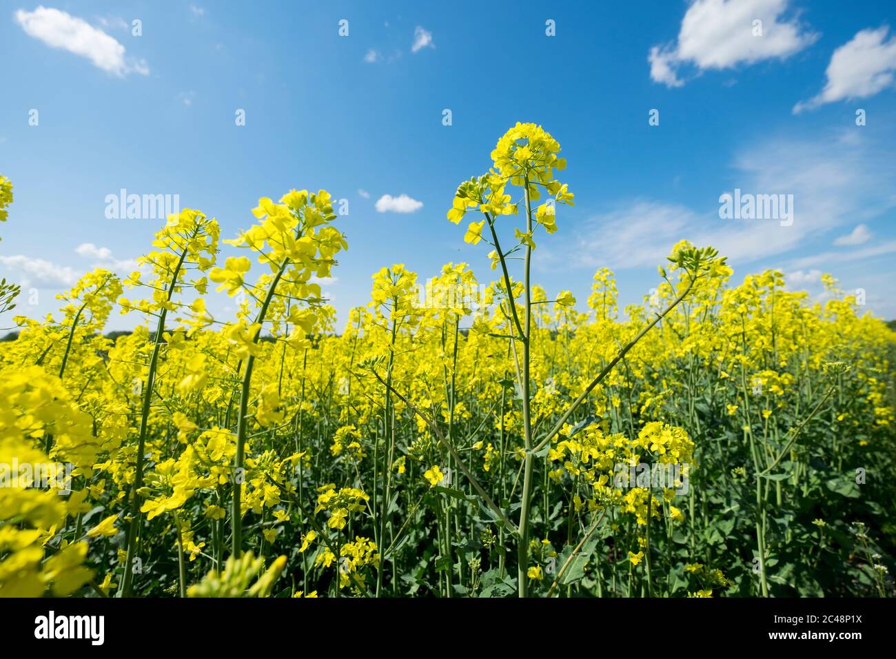 Rapeseed plant crop in full, yellow flower bloom on a clear spring day ...