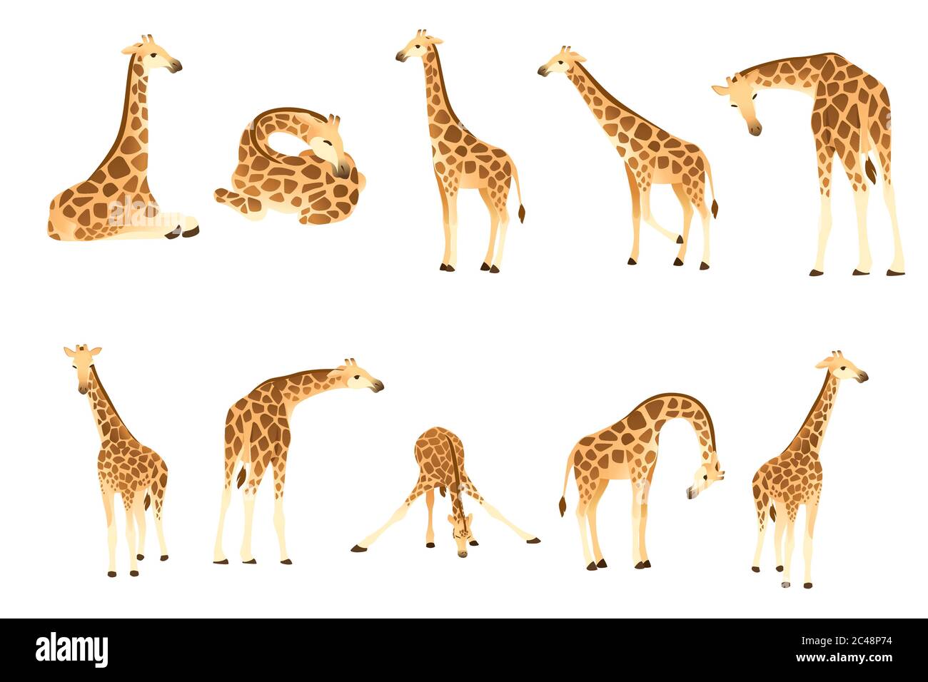 Set of mature giraffe african animal with long neck cartoon animal ...