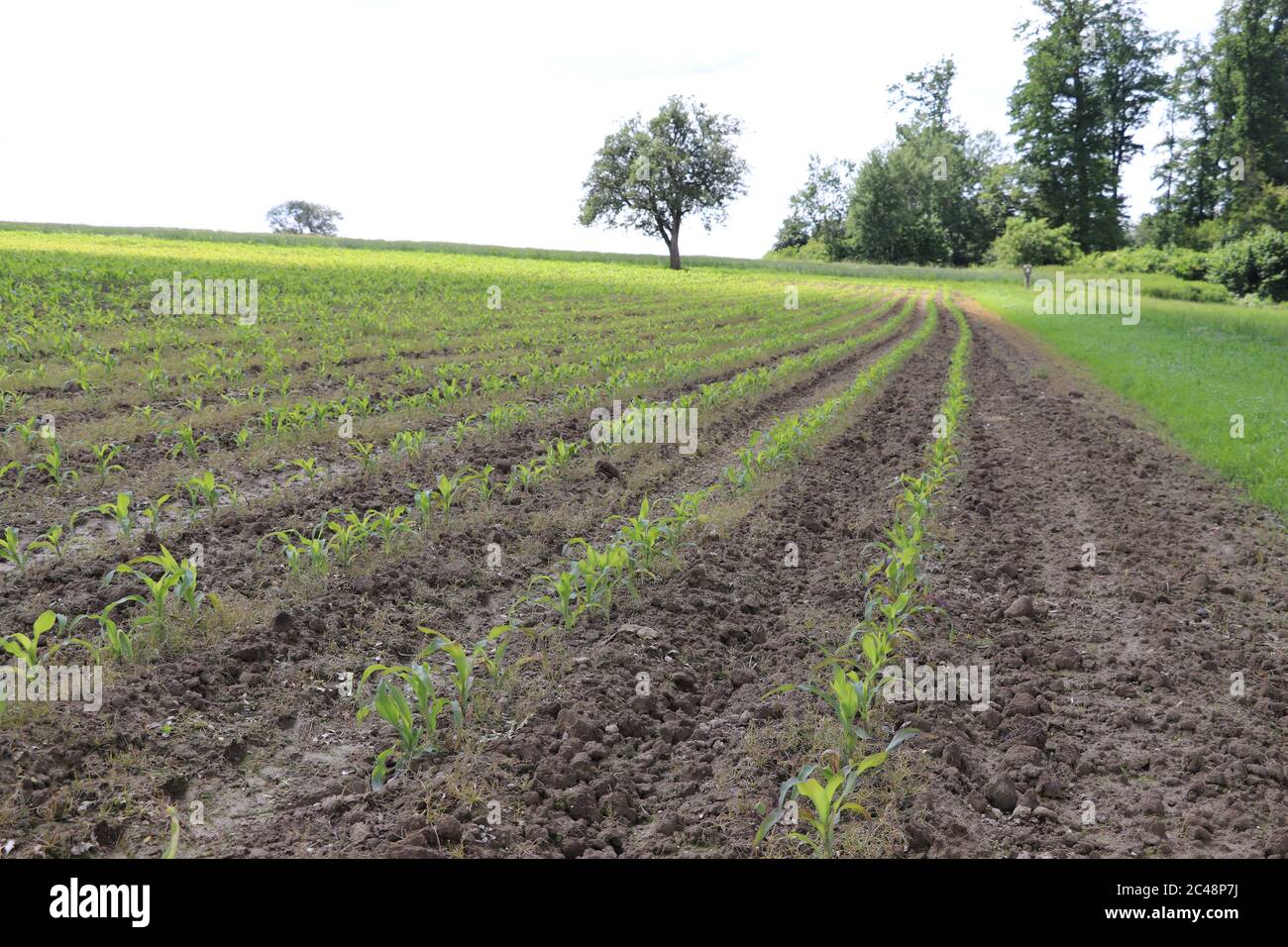 Austrian agriculure field nearby farmhouse Stock Photo - Alamy