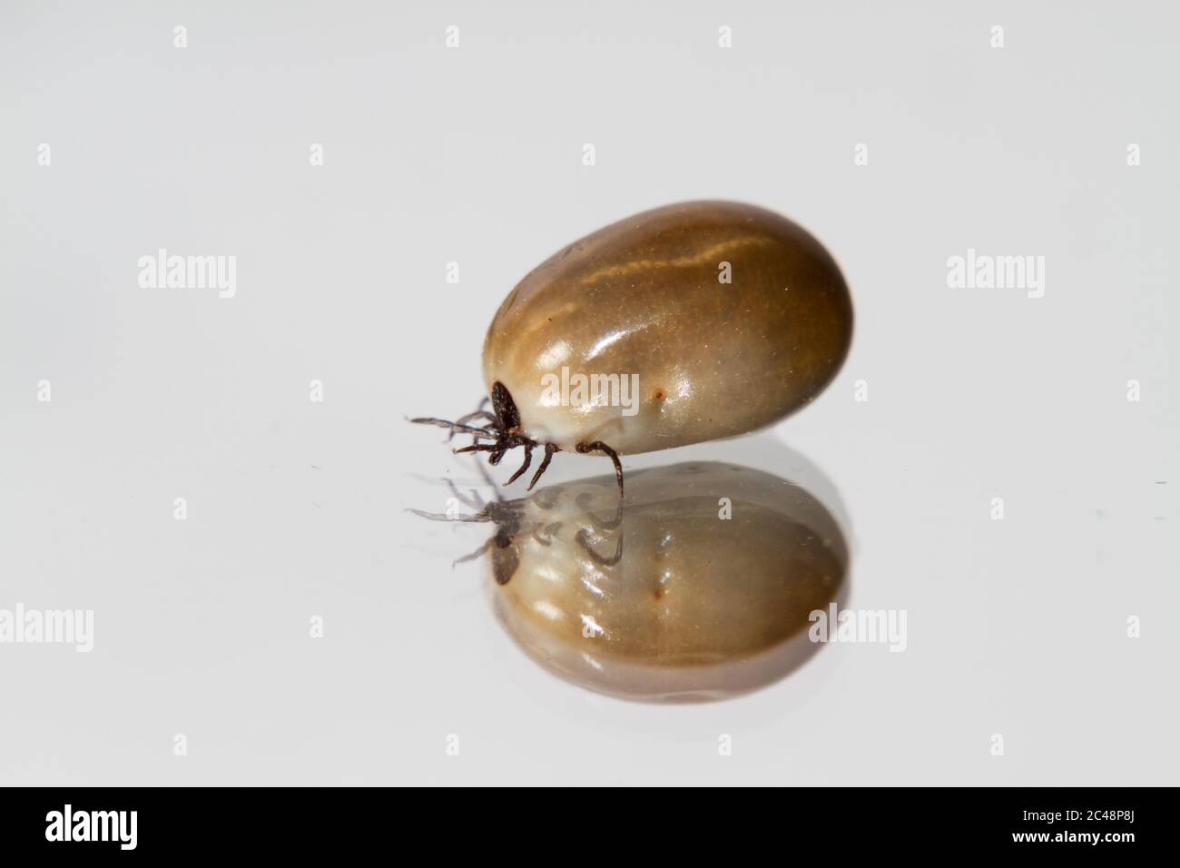 Engorged tick hi-res stock photography and images - Alamy