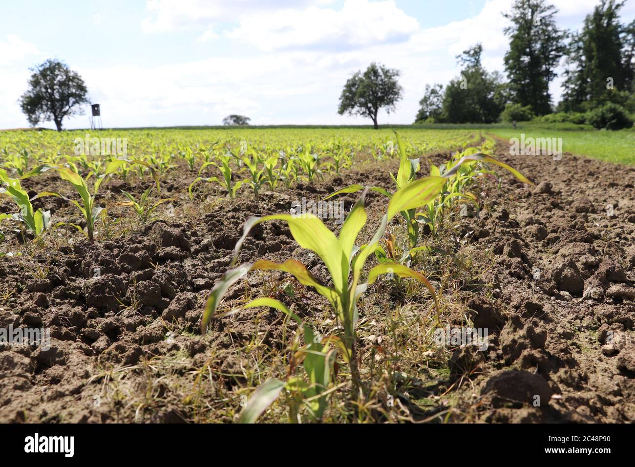 Austrian agriculure field nearby farmhouse Stock Photo - Alamy