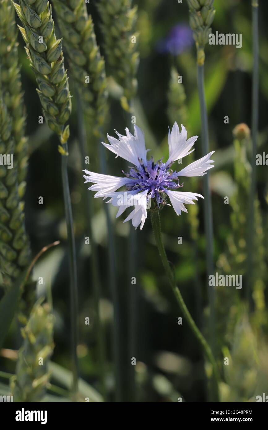 Cornflower field hi-res stock photography and images - Alamy