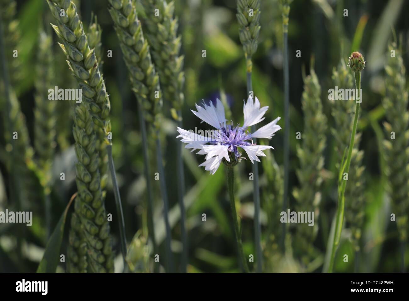Cornflower Field High Resolution Stock Photography and Images - Alamy