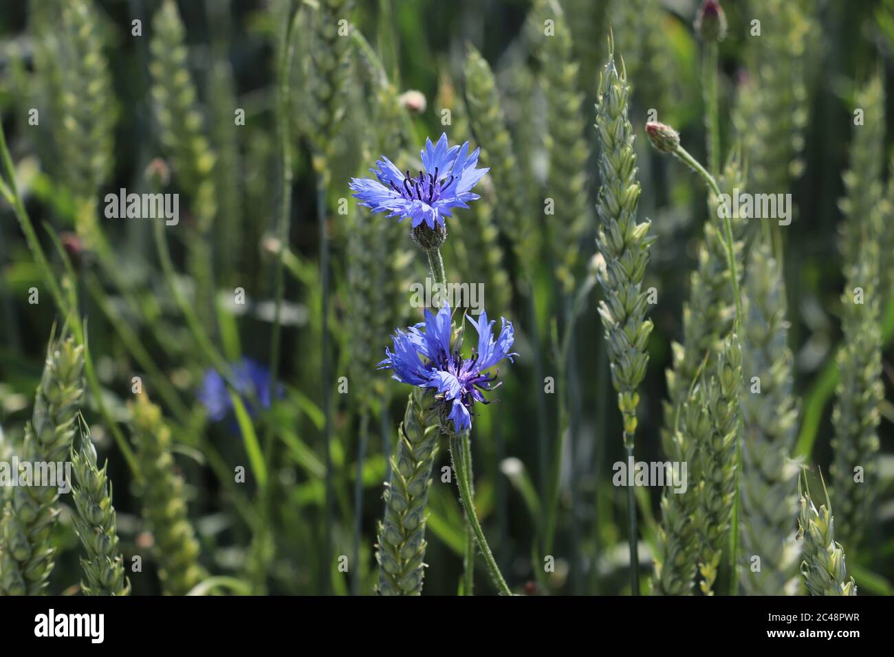 Cornflower field at austrian countryside Stock Photo - Alamy