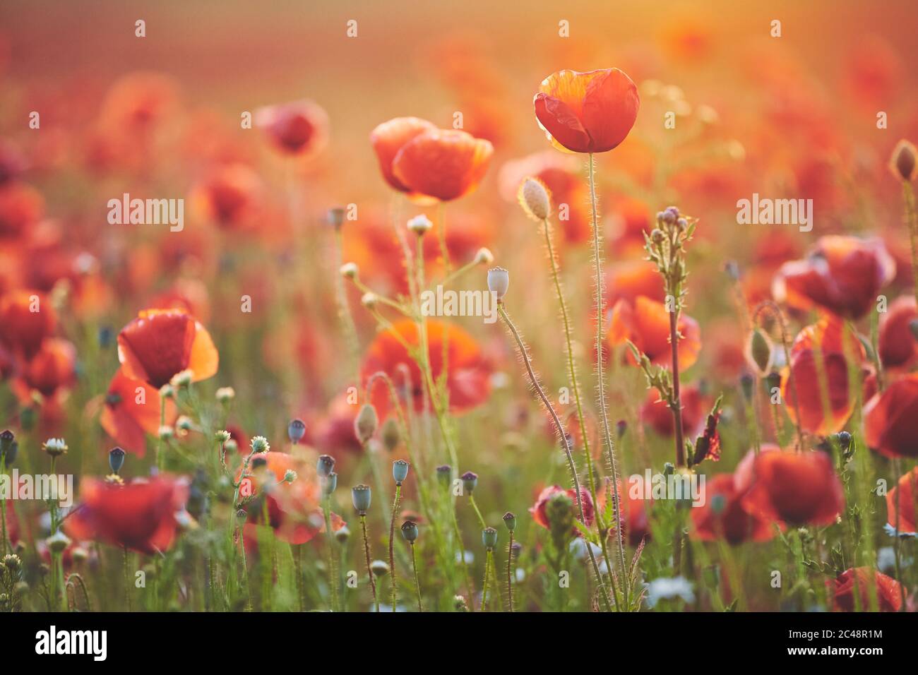 Red poppy field sunset hi-res stock photography and images - Alamy