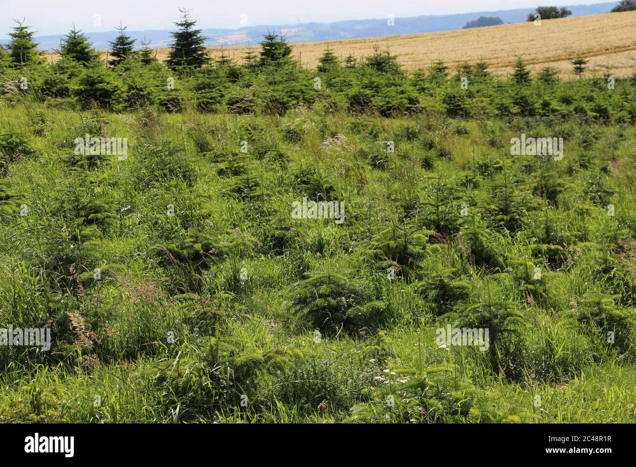 Christmas tree field on countryside in austria Stock Photo - Alamy