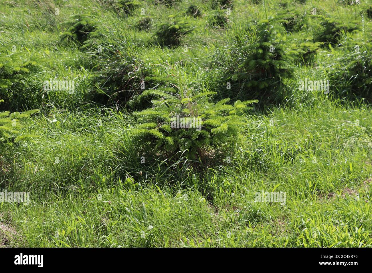 Christmas tree field on countryside in austria Stock Photo - Alamy