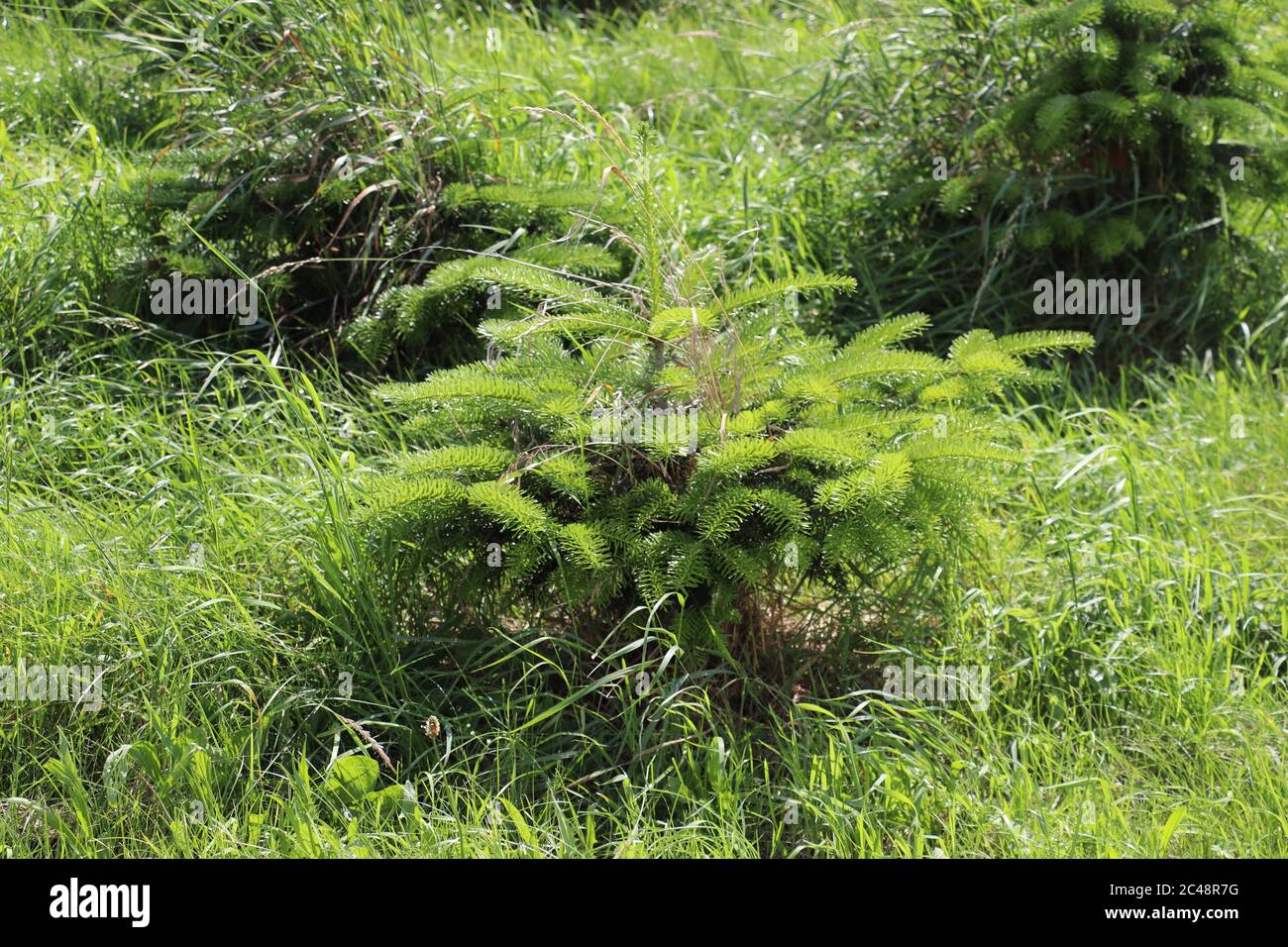 Christmas tree field on countryside in austria Stock Photo - Alamy