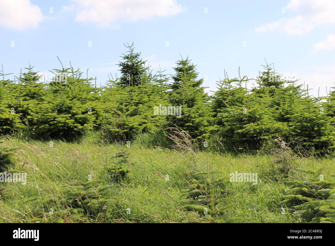 Christmas tree field on countryside in austria Stock Photo - Alamy