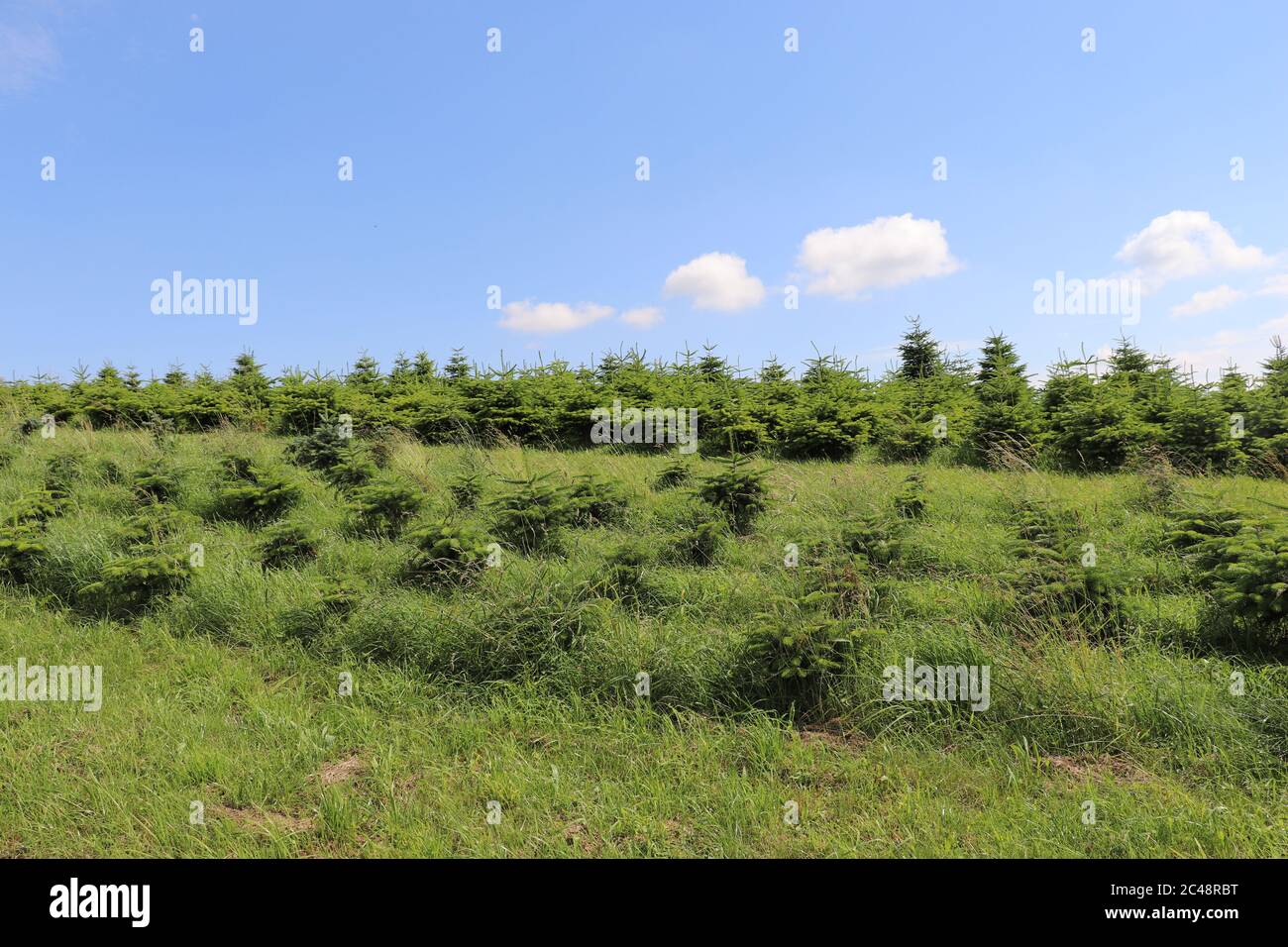 Christmas tree field on countryside in austria Stock Photo - Alamy