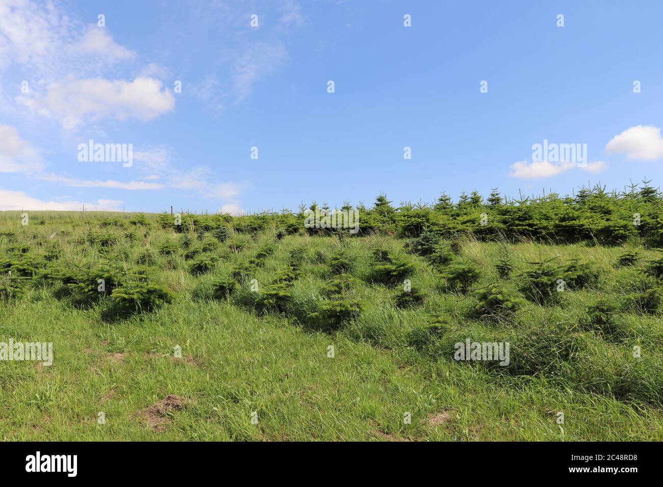 Christmas tree field on countryside in austria Stock Photo - Alamy