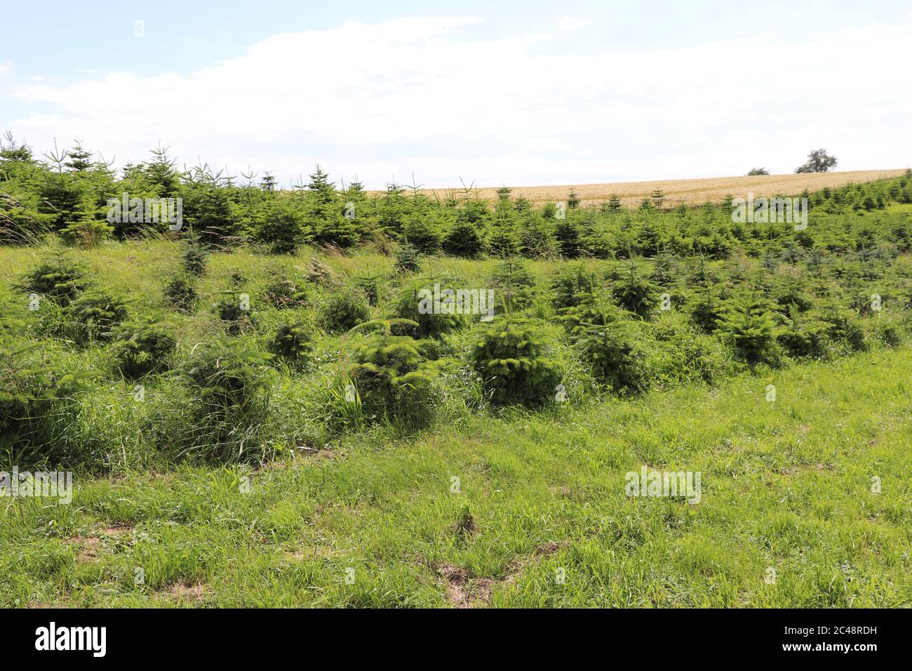 Christmas tree field on countryside in austria Stock Photo - Alamy