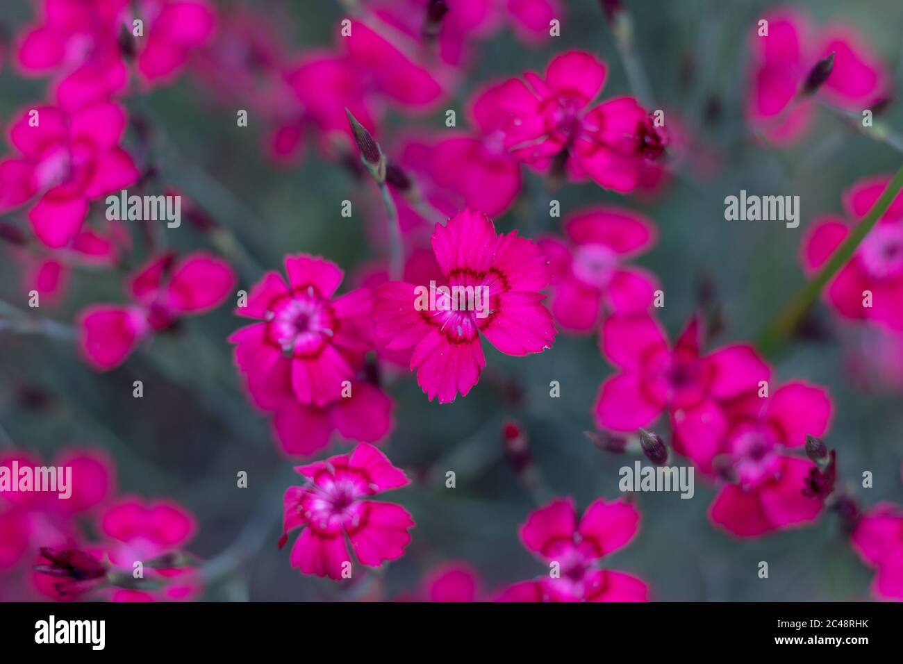 Dianthus deltoides, the maiden pink - pink flowers in the garden Stock ...
