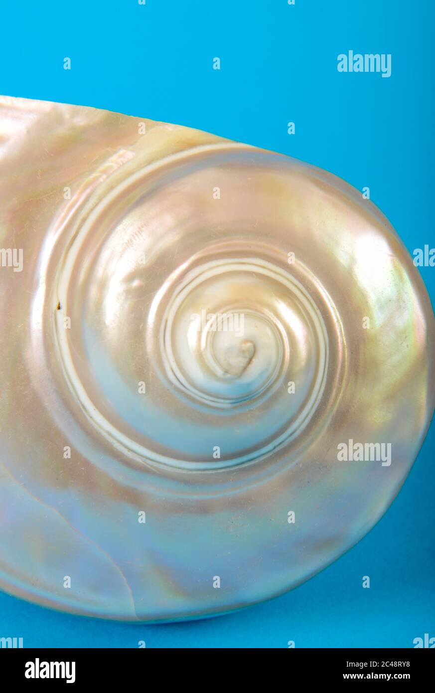 Still life of a shell on blue background Stock Photo - Alamy