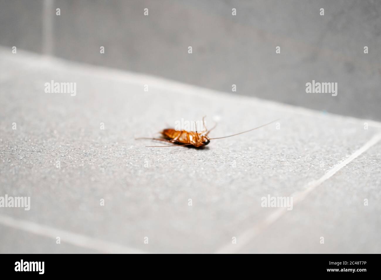 A huge cockroach on the floor. Insect pests in the house Stock Photo ...