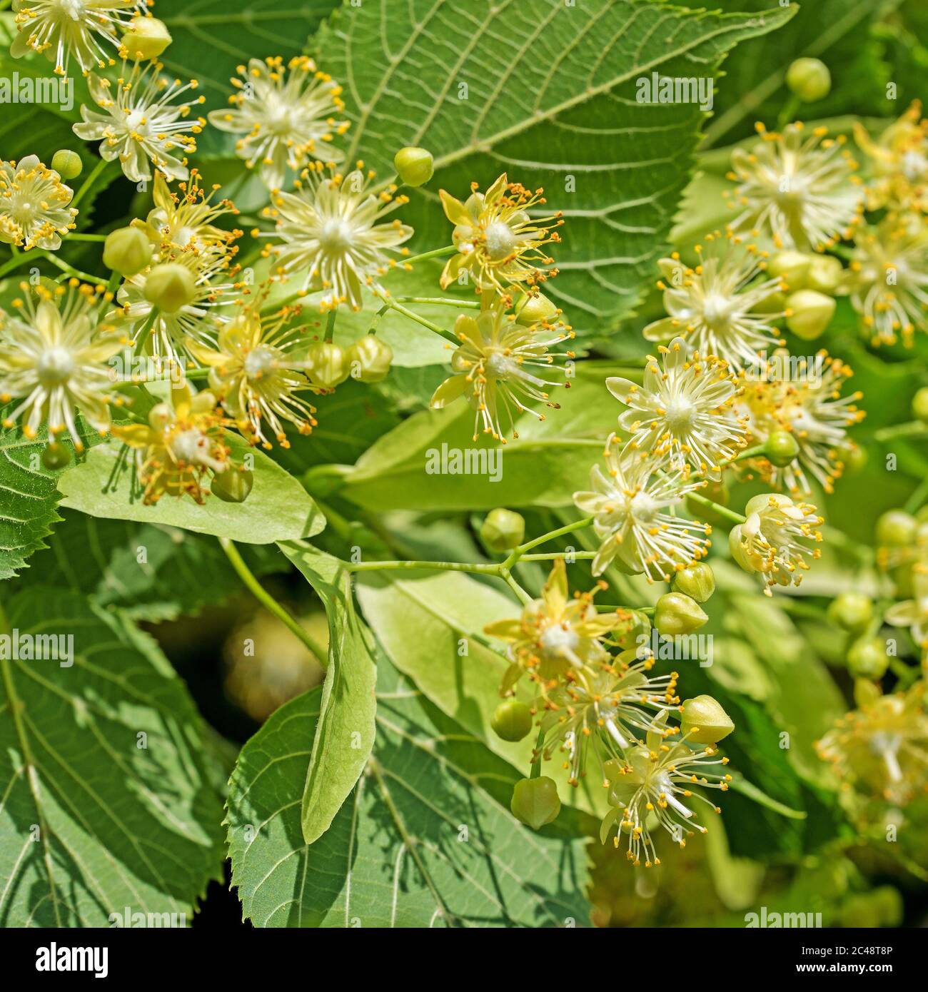 Flowering linden in a close-up Stock Photo - Alamy